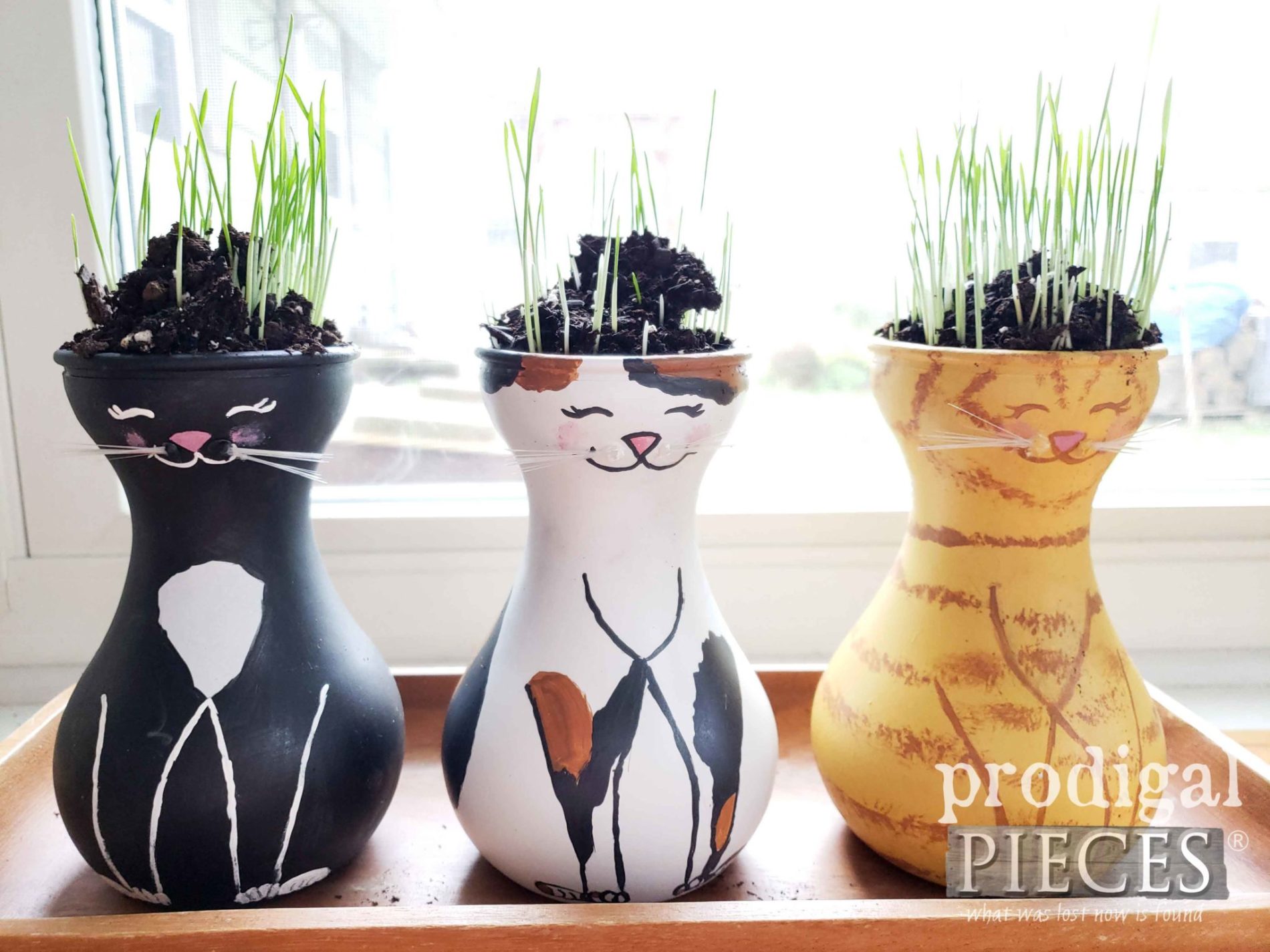 DIY Cat Grass Tutorial for Cats, Dogs, & You - Prodigal Pieces