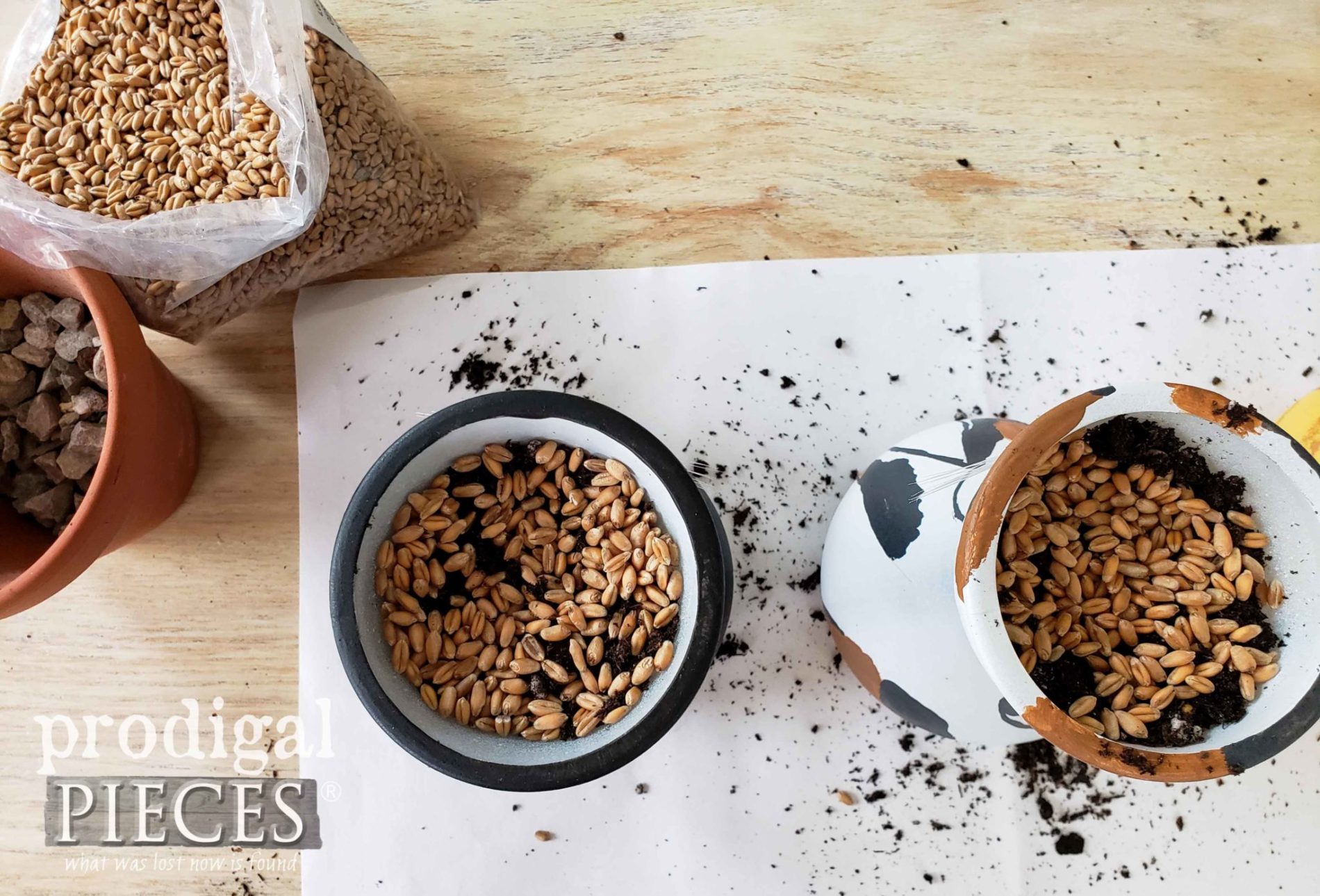 DIY Cat Grass Tutorial for Cats, Dogs, & You - Prodigal Pieces